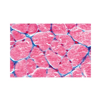 3B Scientific Human Histology Slides | Health and Care